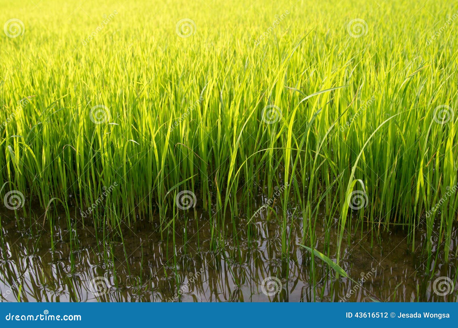 Young Rice Sprout Ready Growing in the Rice Field Stock Photo - Image ...