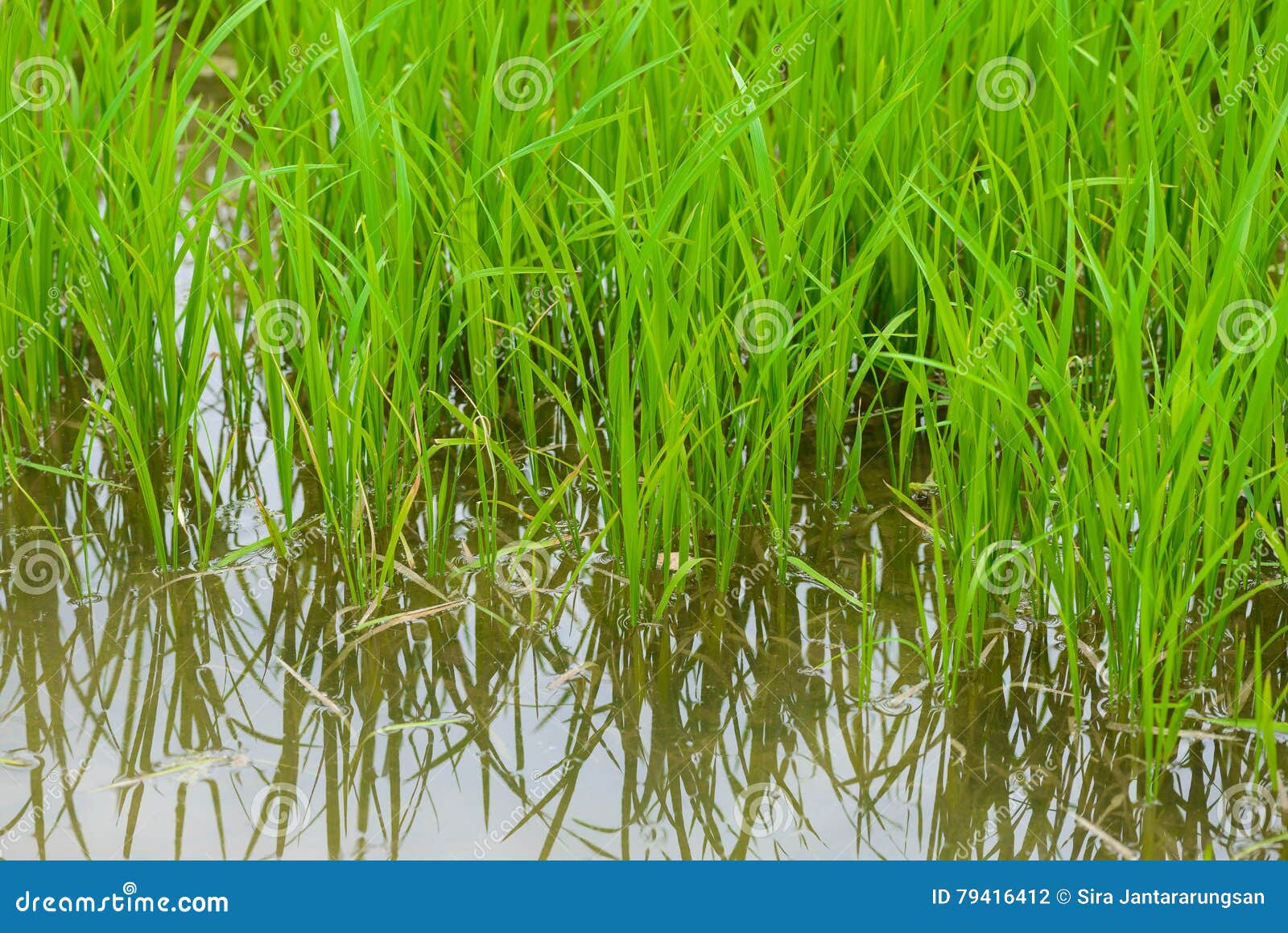 Young Rice Sprout Ready To Growing Stock Photo - Image of farming ...