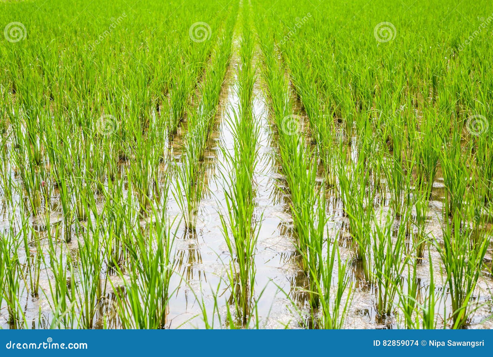 Young Rice Sprout Ready To Growing Stock Photo - Image of paddy ...