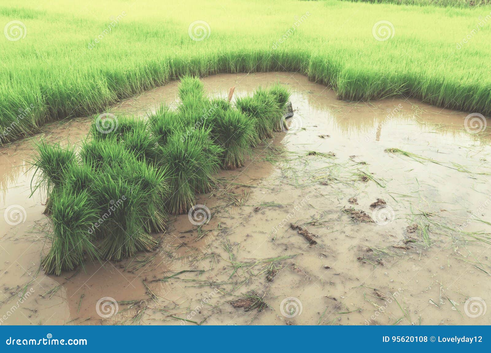 Young rice sprouts in farm stock photo. Image of grow - 95620108
