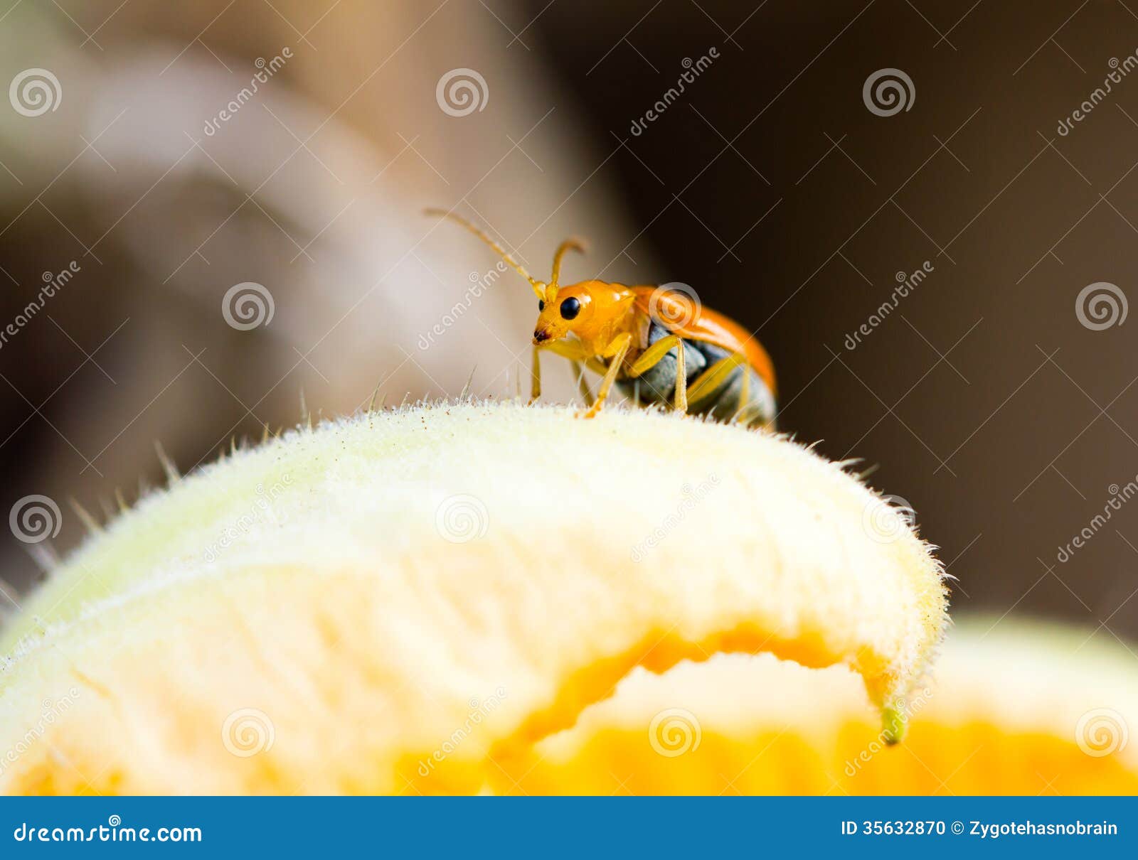 Young Rice Thrips, Pumpkin Pest. Stock Photo - Image of leaves, pumpkin ...