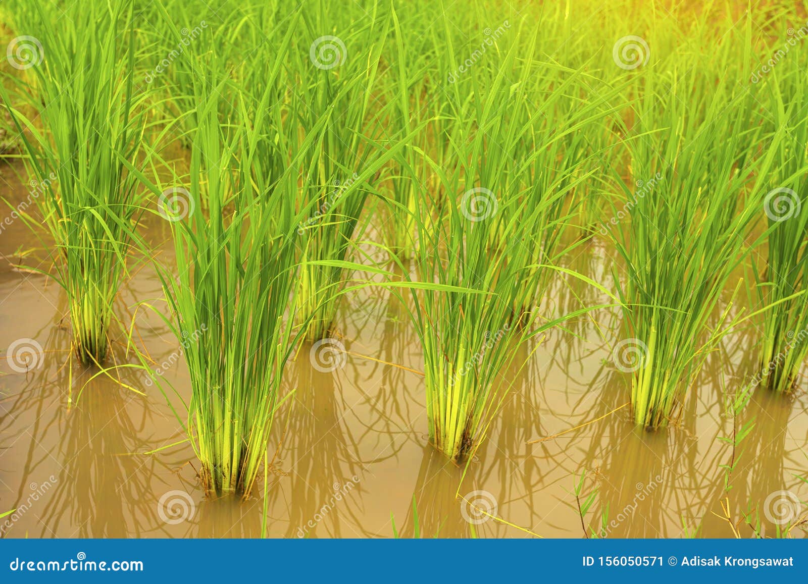 Young Rice Tree on Paddy Field Stock Image - Image of nature, field ...
