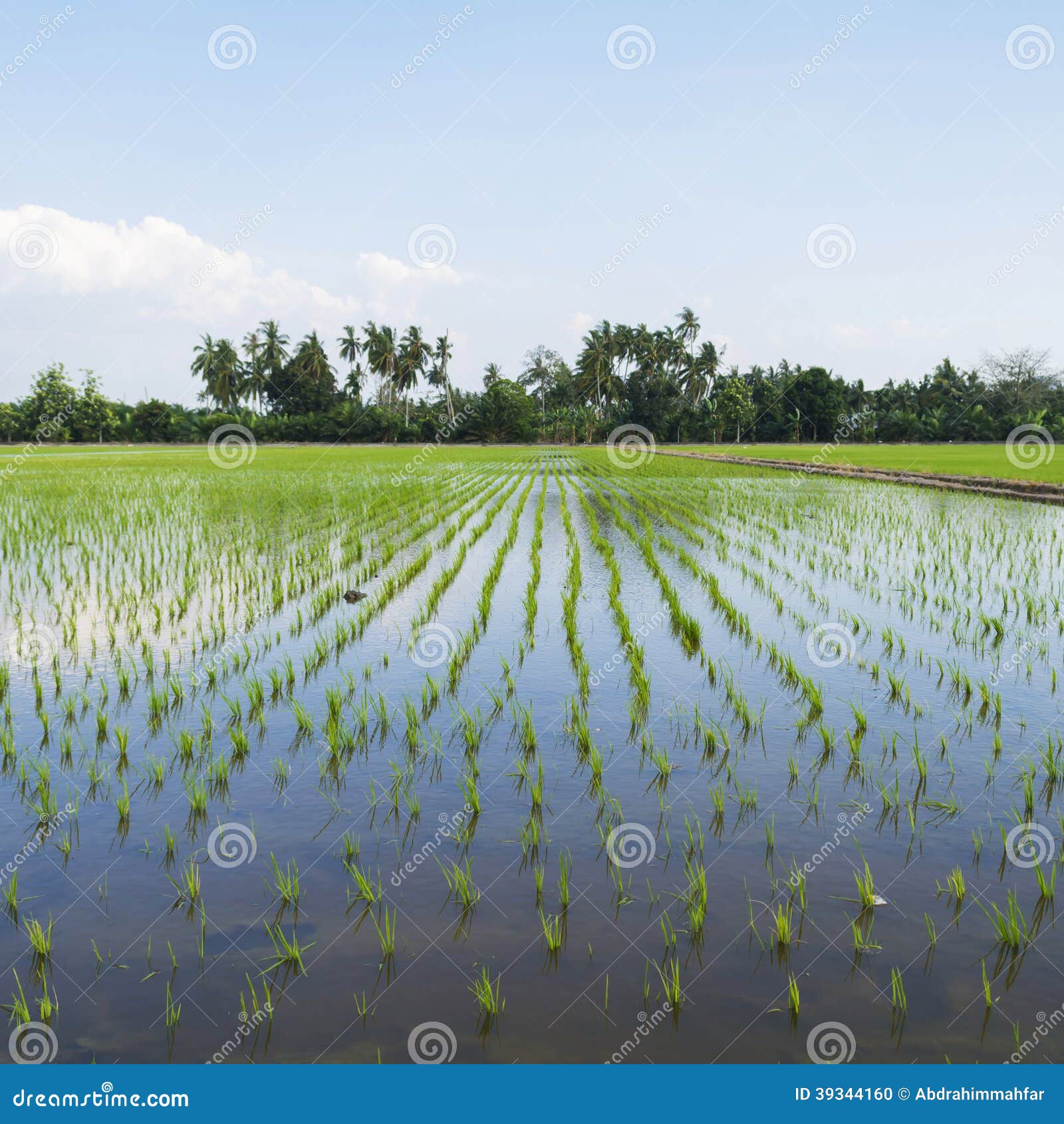 Young rice tree stock photo. Image of grain, meadow, malaysia - 39344160 Young rice tree stock photo. Image of grain, meadow, malaysia - 39344160