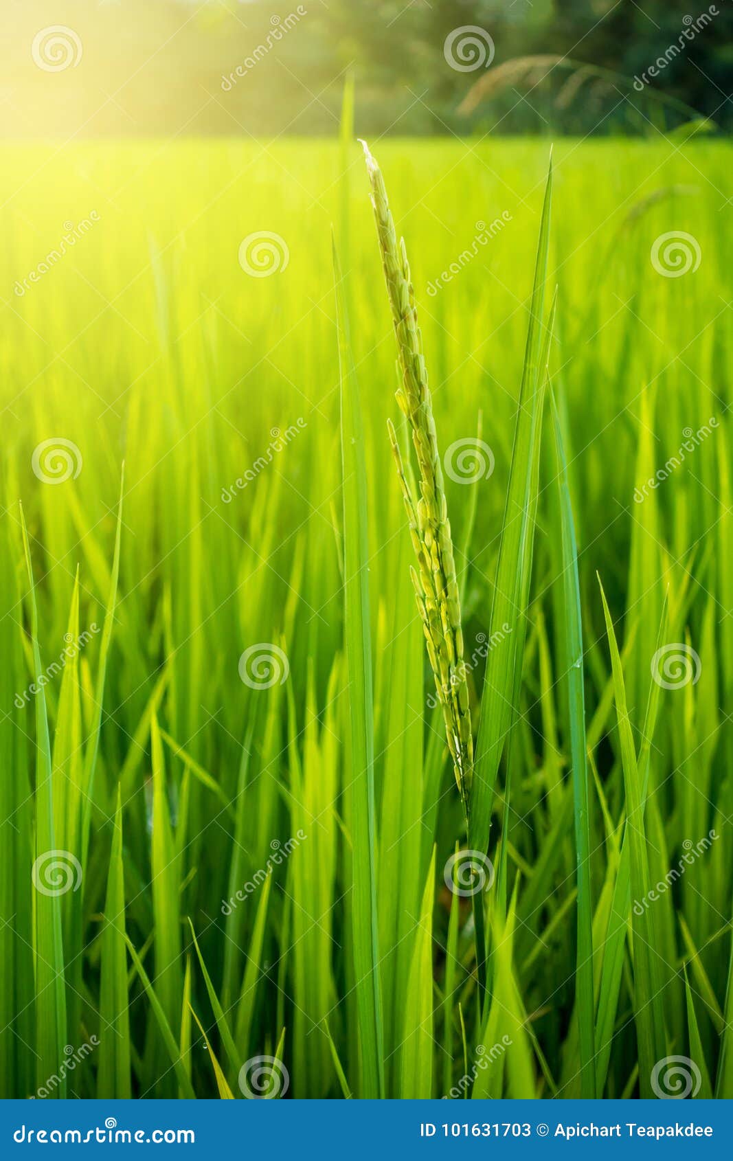 Young rice stock image. Image of harvest, nature, yellow - 101631703