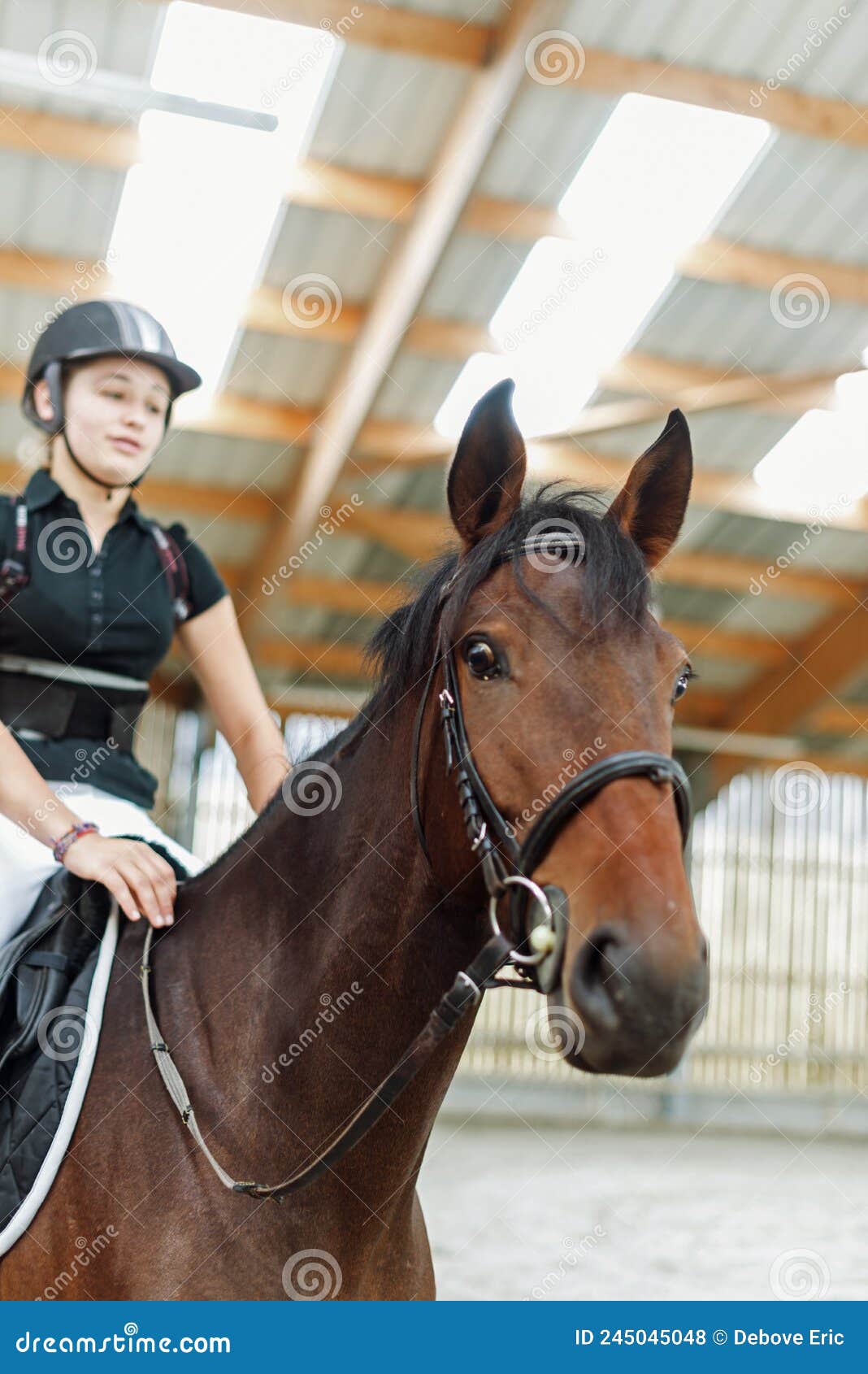 Young Rider Walking in Step with Their Mare Stock Photo - Image of ...