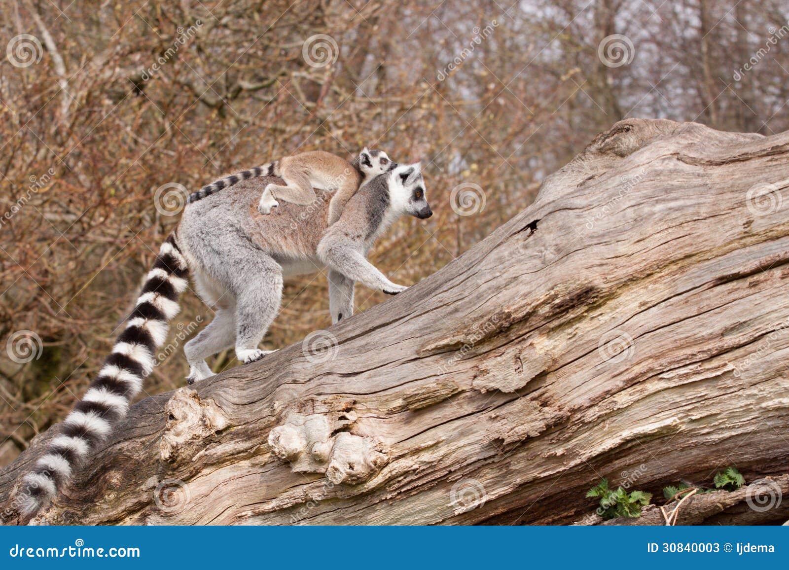 Young Red-Tailed Hawk Royalty-Free Stock Image | CartoonDealer.com #7463152