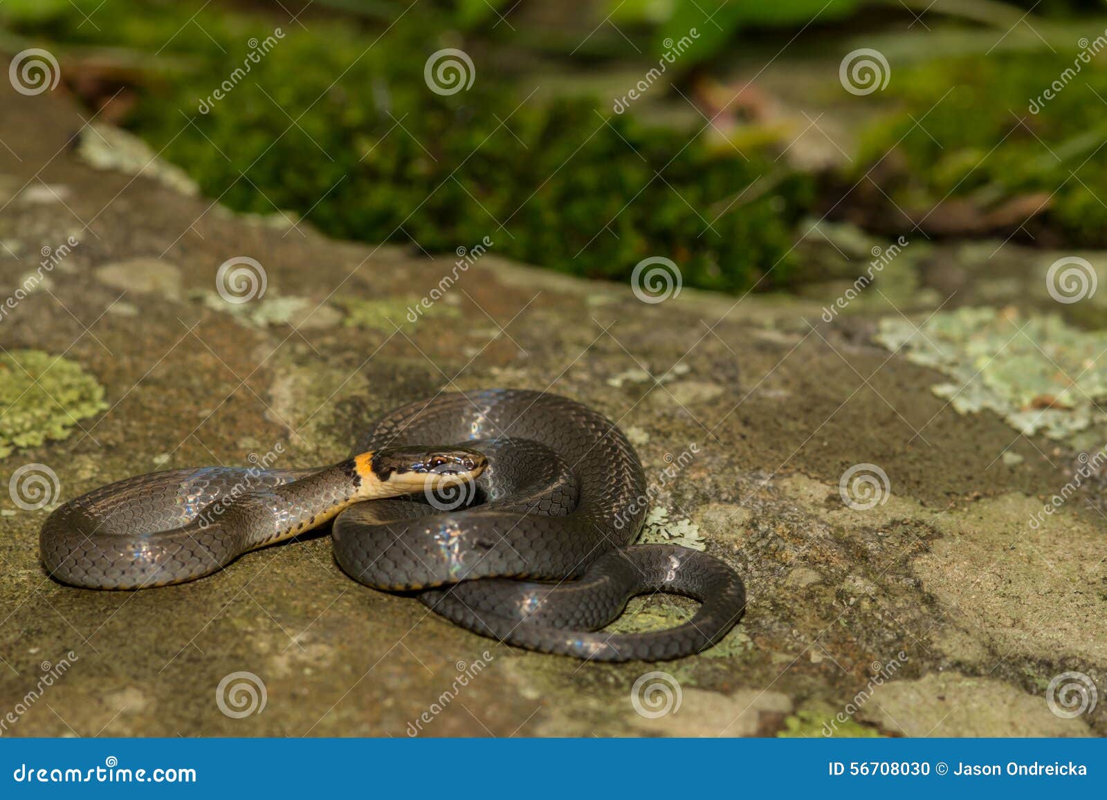 A Young Ringneck Snake Stock Photo | CartoonDealer.com #56708034