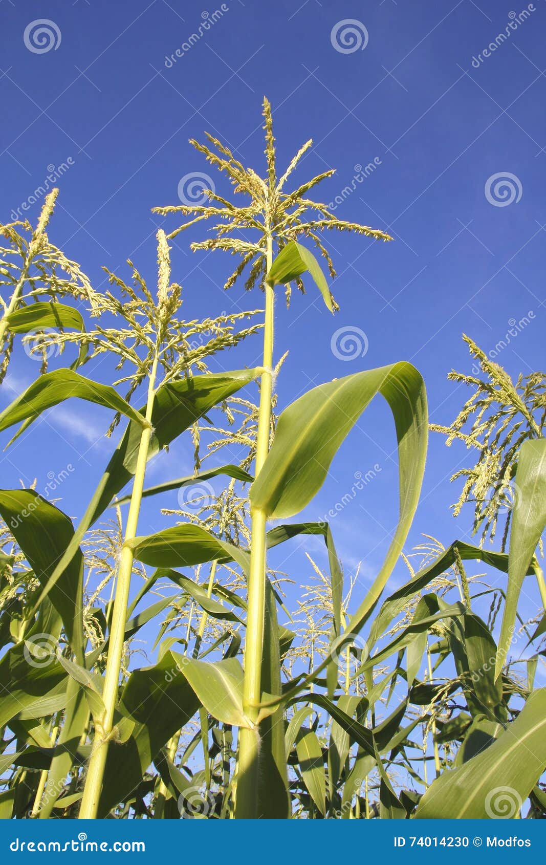 Young Ripening Maize stock photo. Image of leaf, stalk - 74014230