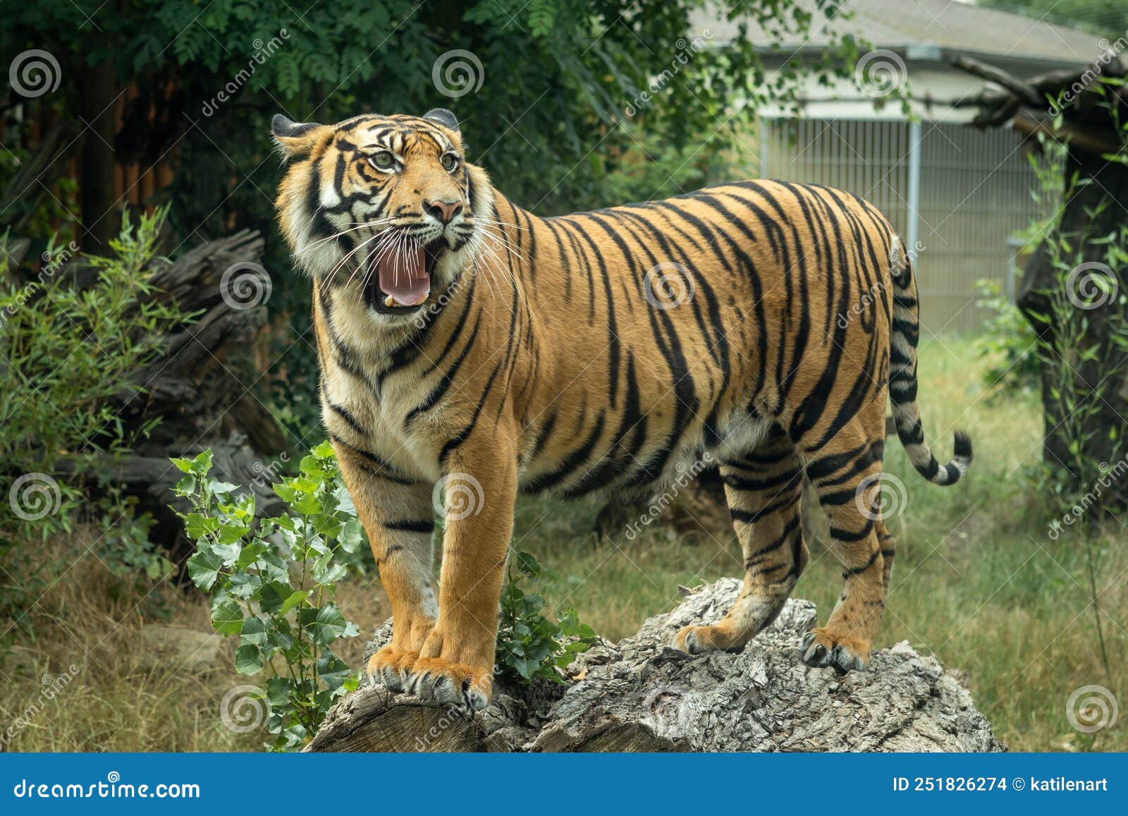 A Young Roaring Bengal Tiger Standing on a Tree Trunk. Stock Photo ...
