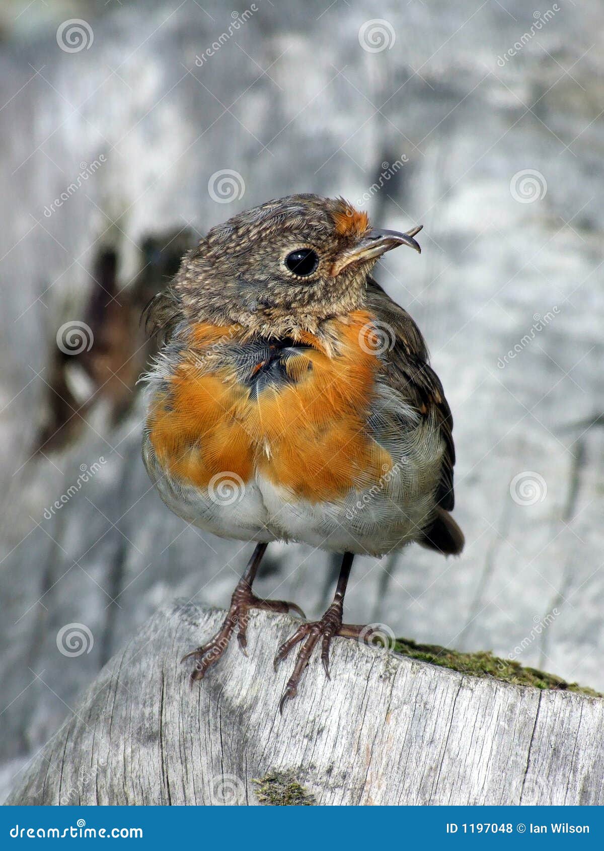 Young Robin Stock Image | CartoonDealer.com #46323997