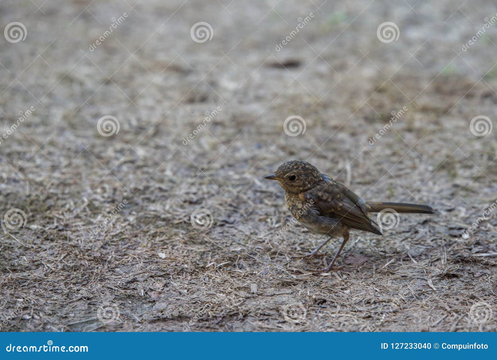 Young robin bird stock photo. Image of perch, beak, bird - 127233040