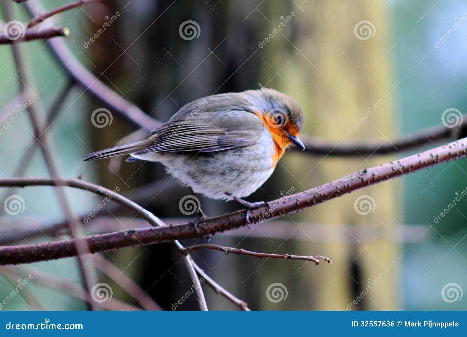 Young robin on a branch stock photo. Image of fluffy - 32557636