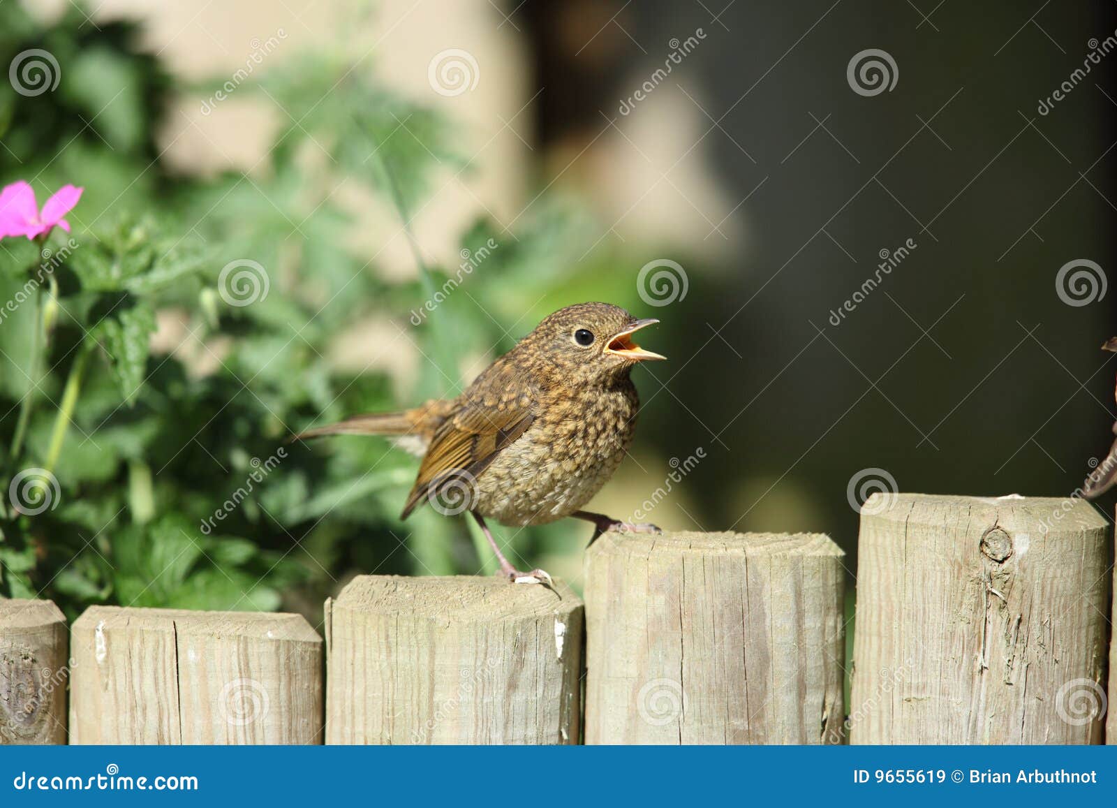 Young robin chick. stock image. Image of wings, bird, erithacus - 9655619