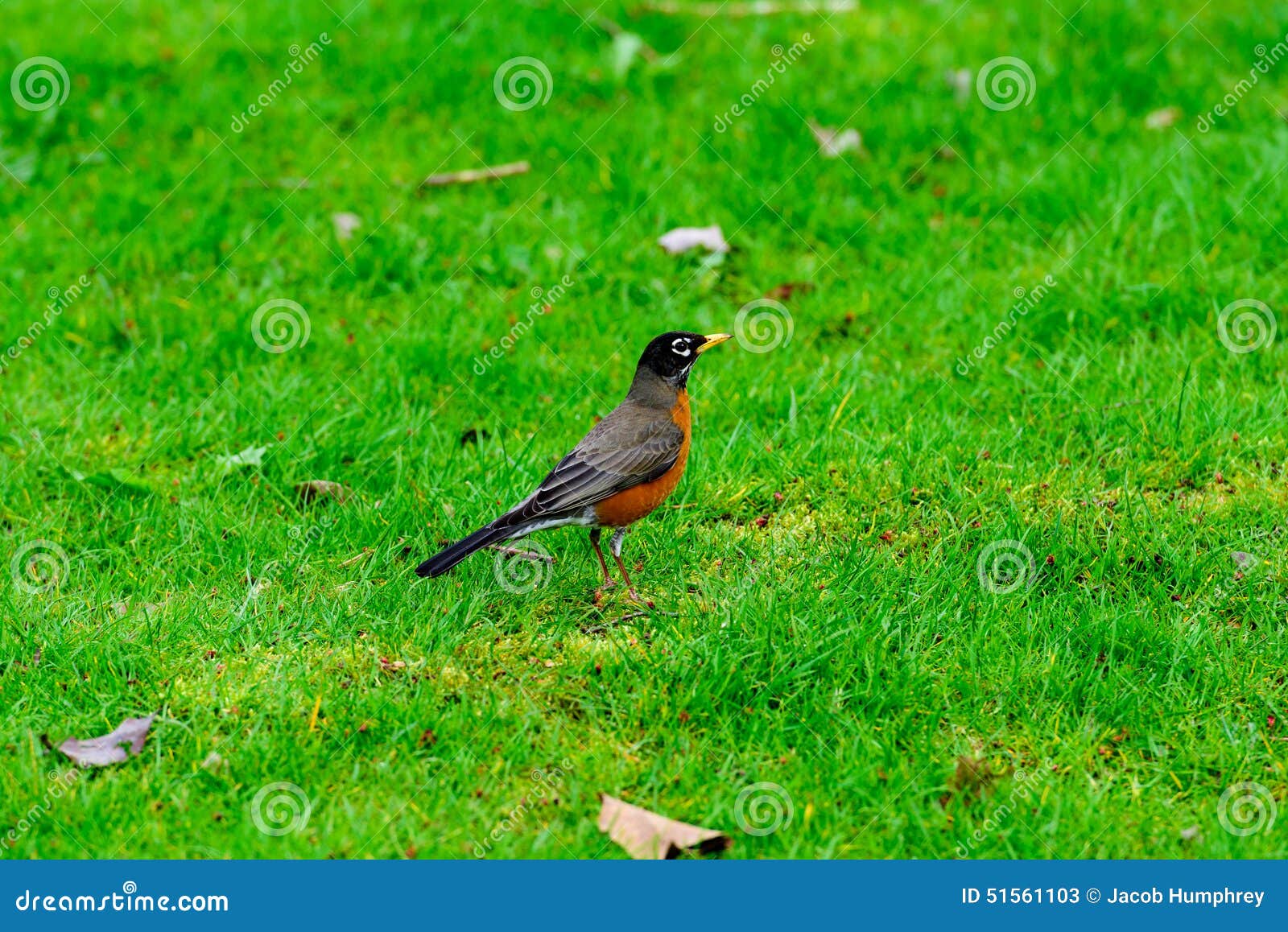 Young Robin in the grass stock image. Image of park, vivid - 51561103