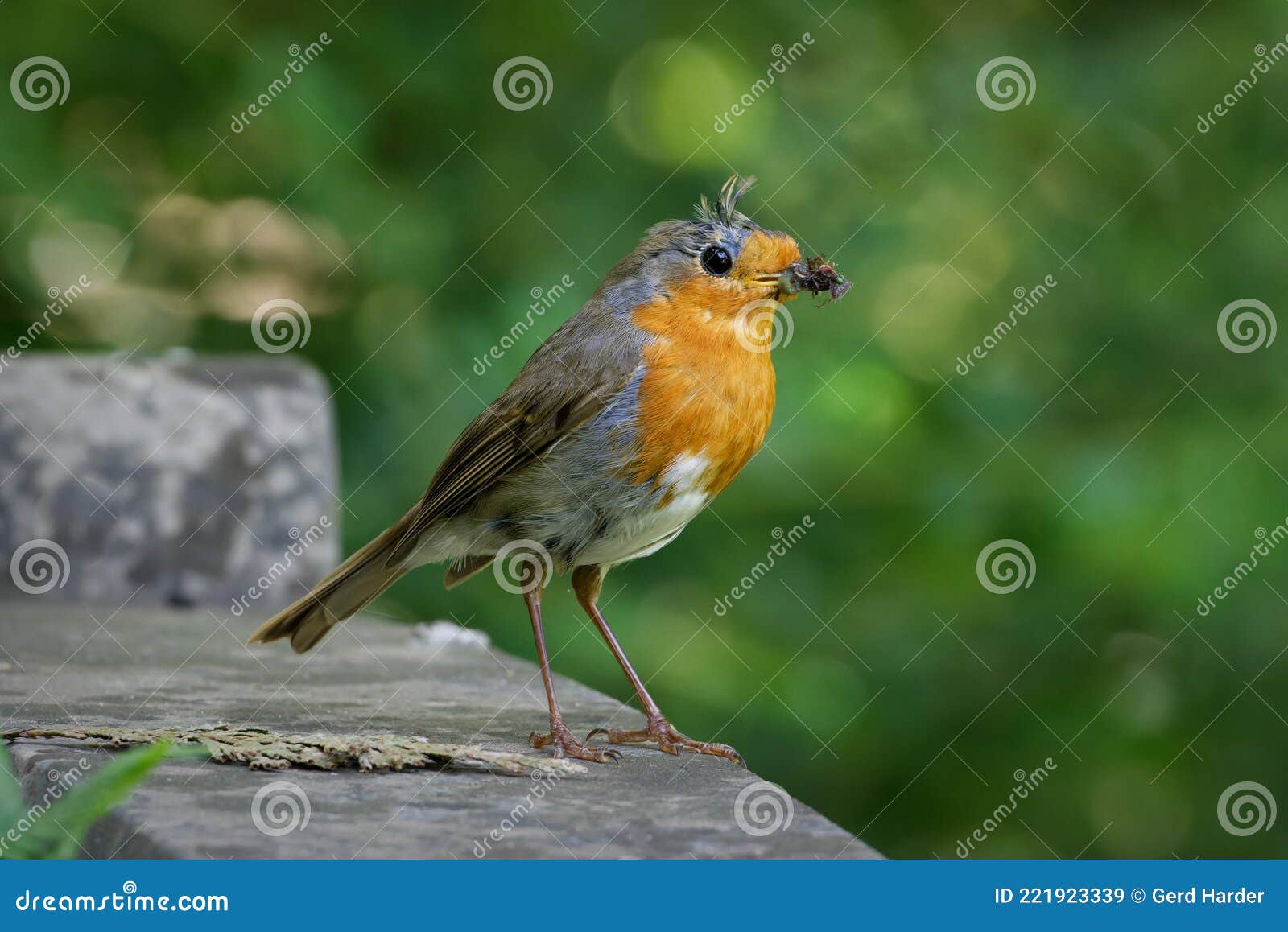 A Young Robin with Insects in Beak Stock Image - Image of birds, mouth ...
