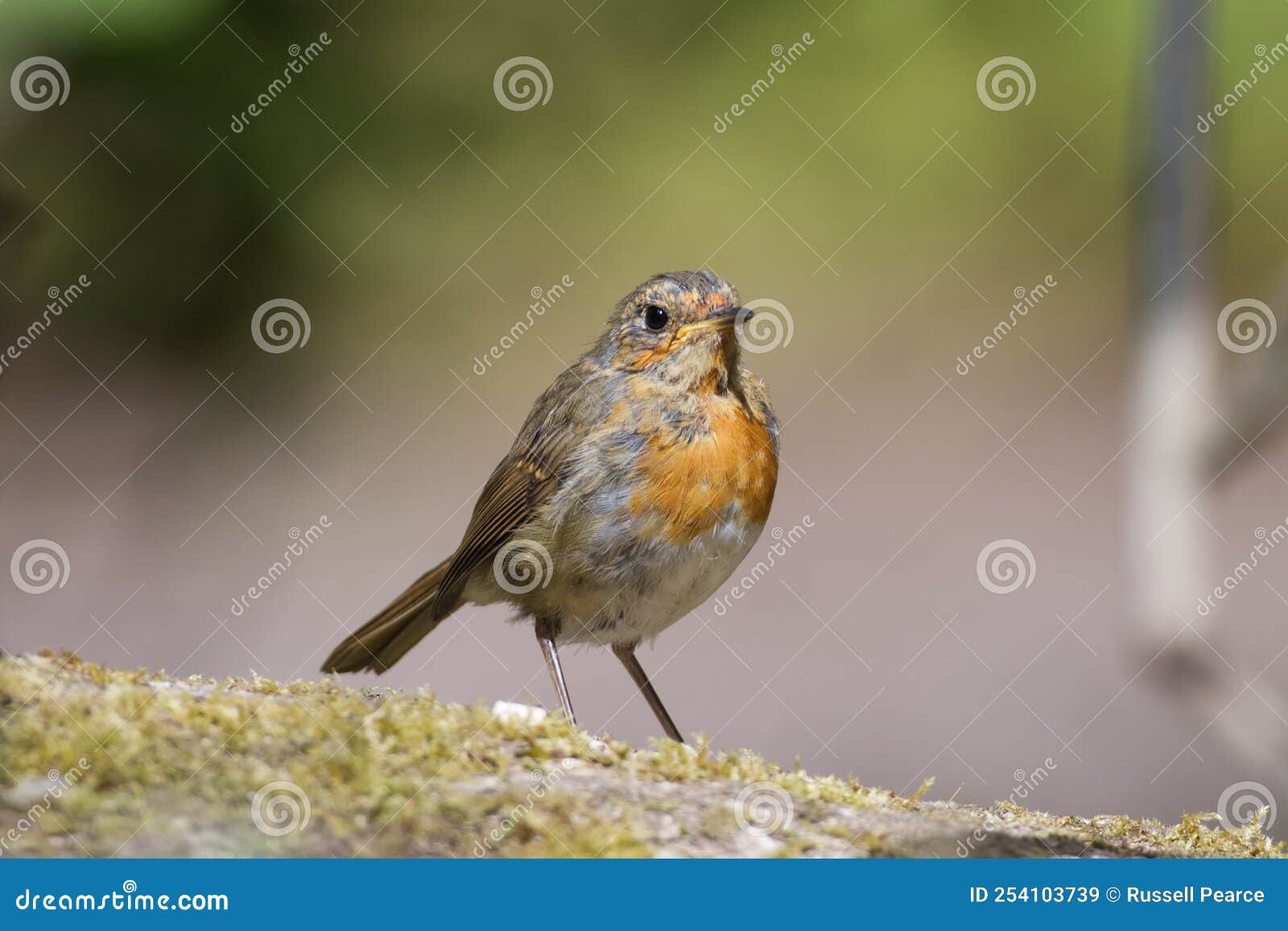 Young Robin Fledgling Looking at You Stock Image - Image of small, bird ...