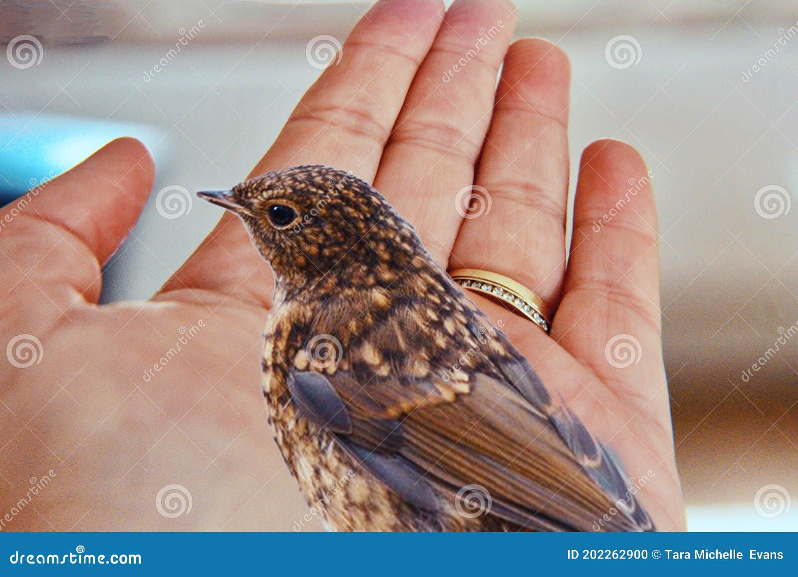 Young robin on my hand stock photo. Image of young, feathers - 202262900