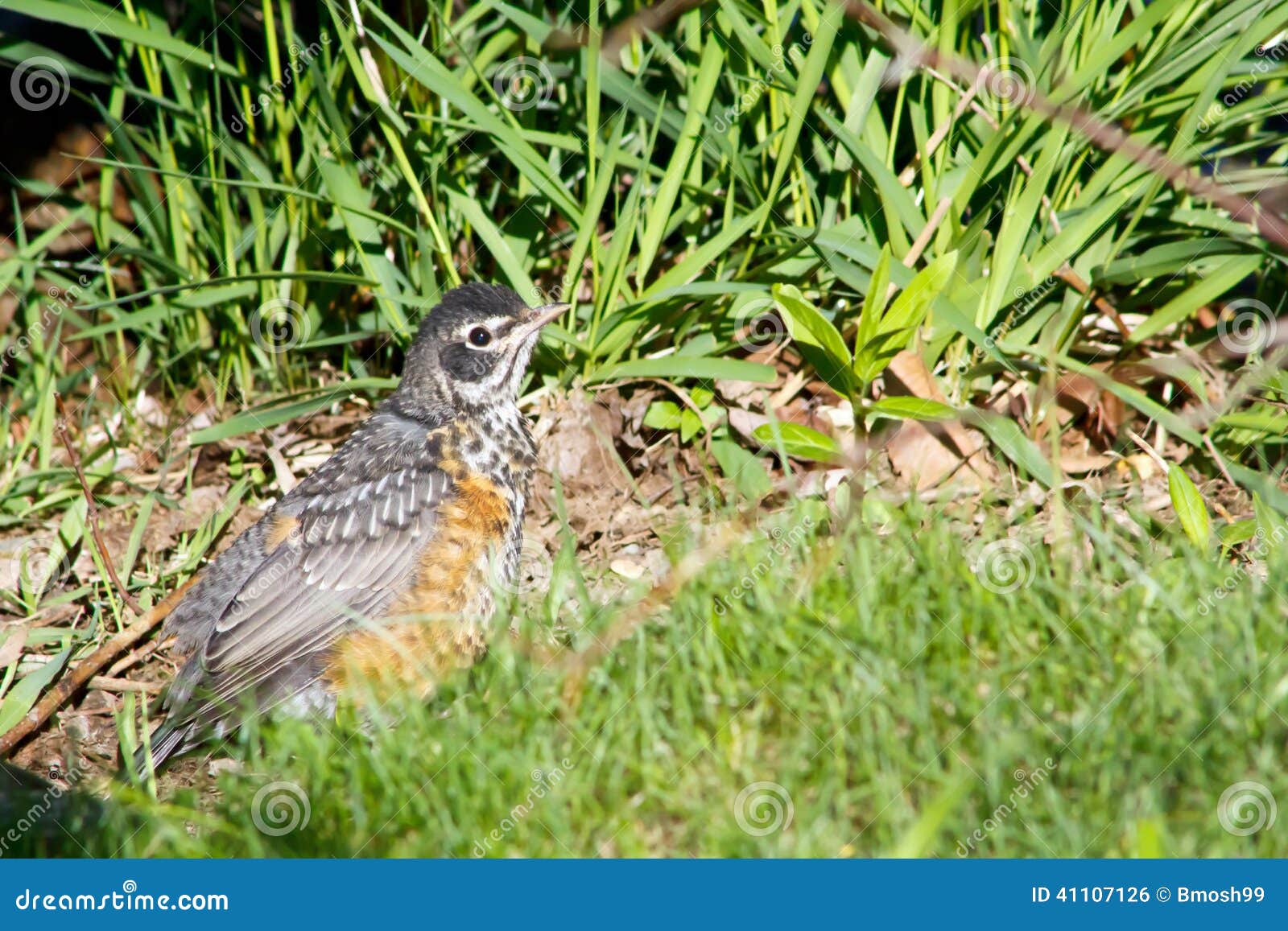 Young Robin stock photo. Image of young, park, songbird - 41107126