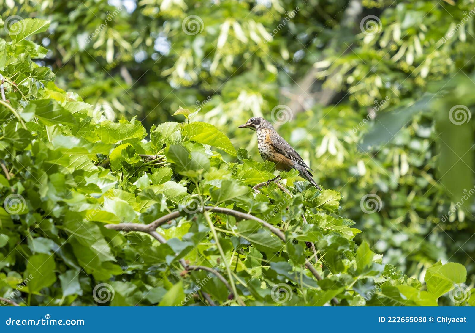 A Young Robin Sitting on a Tree Stock Photo - Image of plant ...