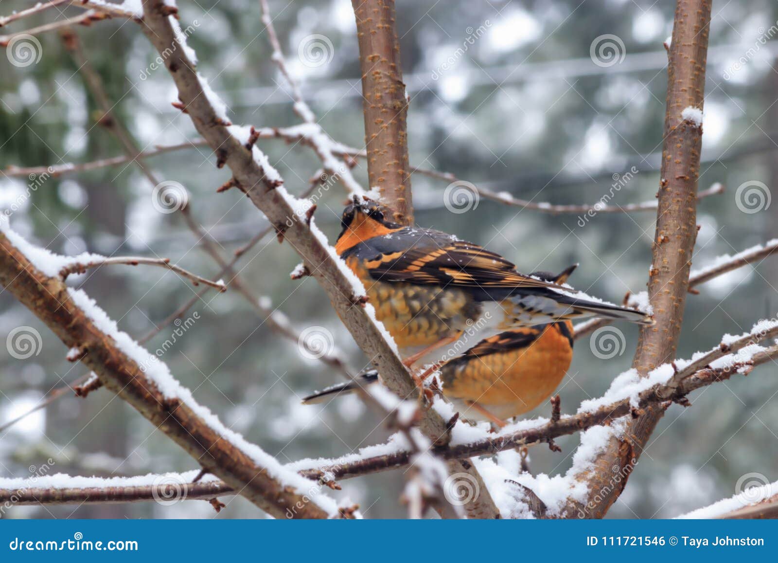Young Robins Sitting in Branches 3 Stock Photo - Image of chick ...