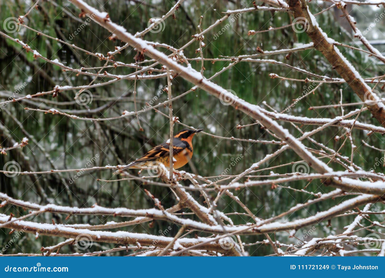 Young Robins Sitting in Branches 1 Stock Image - Image of fresh ...