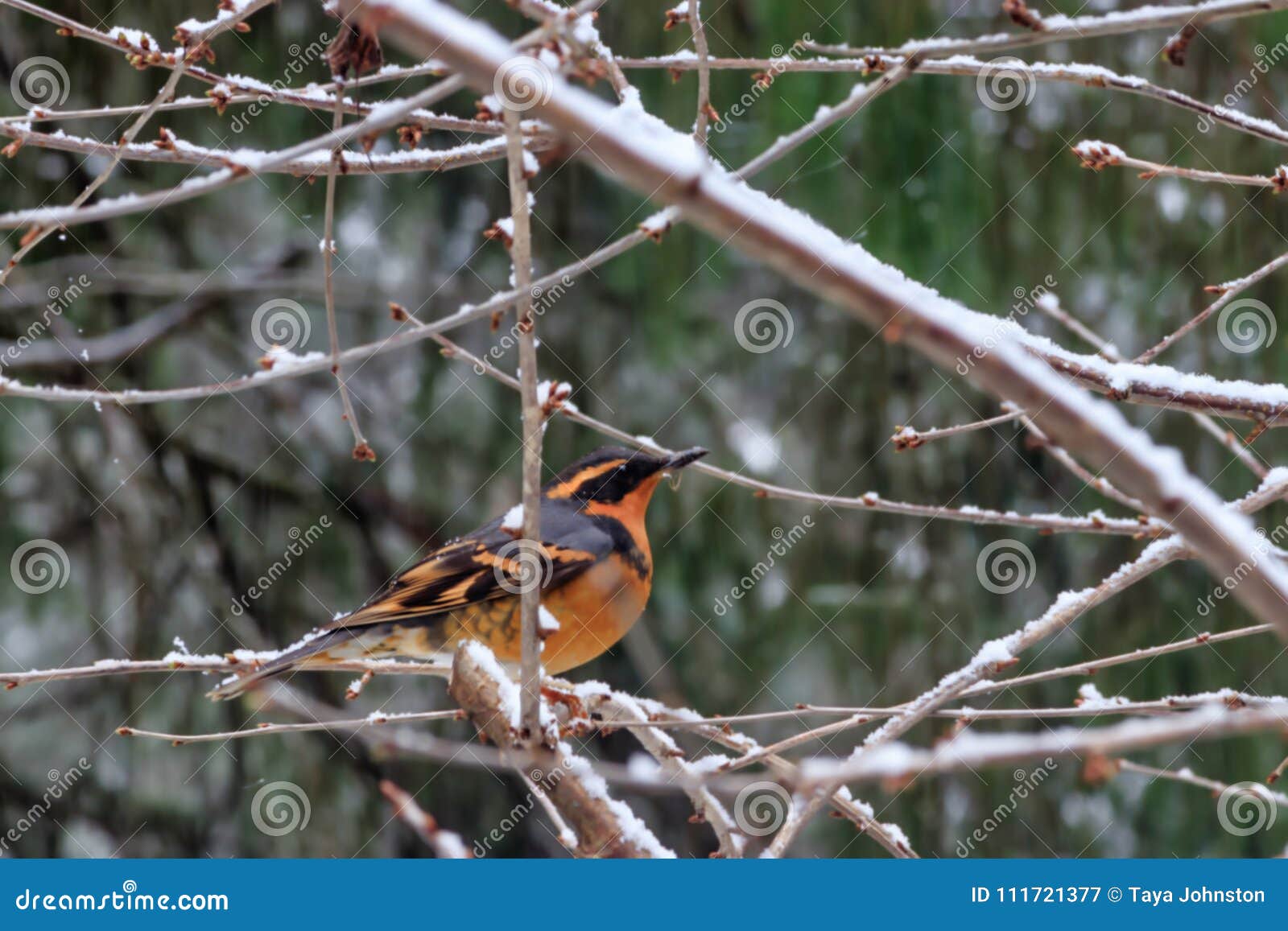Young Robins Sitting in Branches 2 Stock Image - Image of forest ...