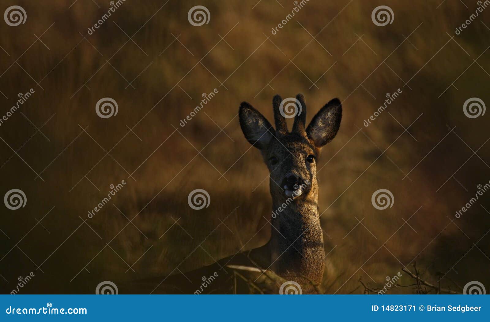 Young roe buck in velvet stock image. Image of moody - 14823171