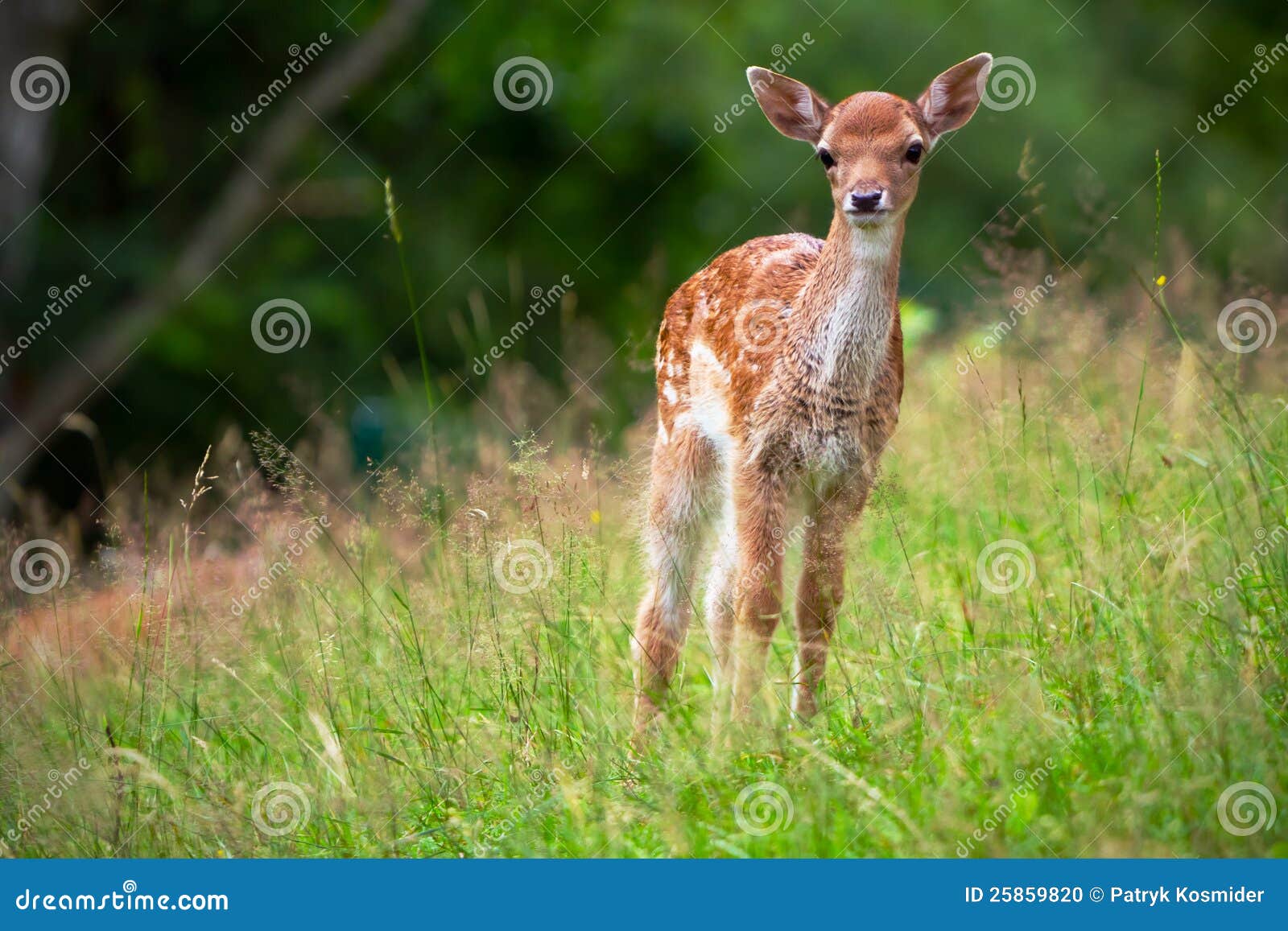 Young roe deer stock photo. Image of polish, graceful - 25859820