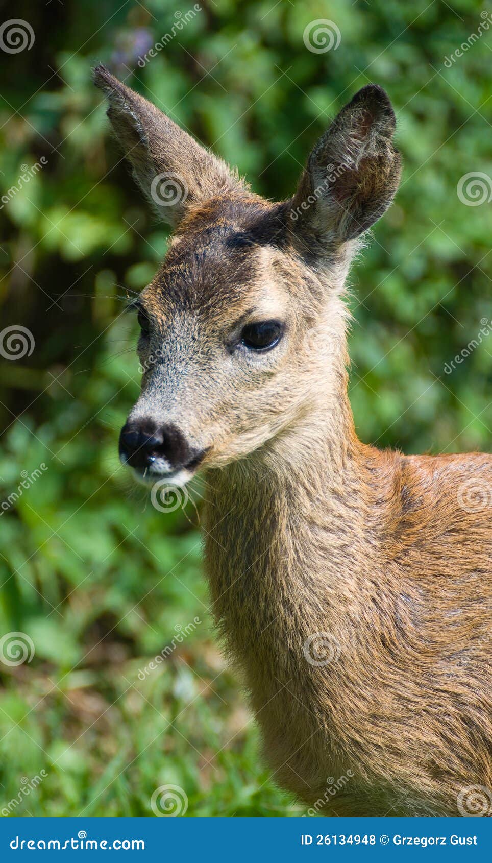 Young Roe deer stock photo. Image of antler, deer, young - 26134948