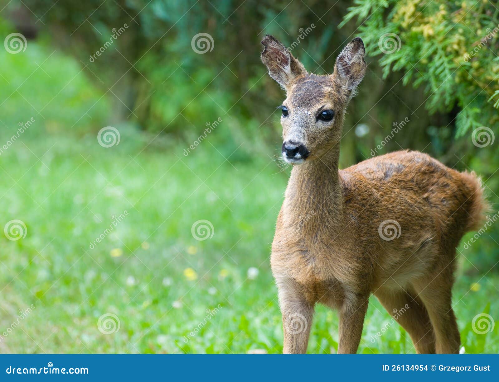 Young Roe deer stock photo. Image of grass, male, wildlife - 26134954