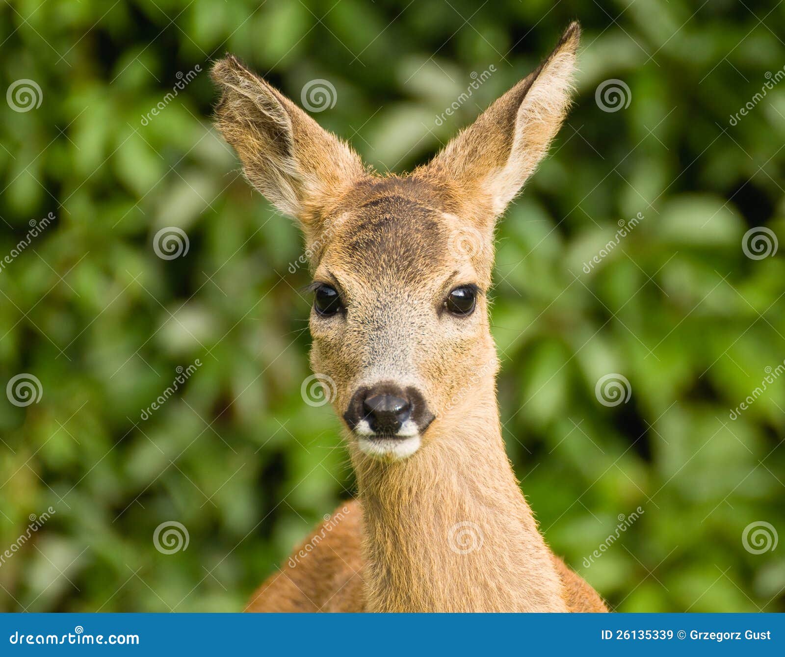Young Roe deer stock image. Image of baby, european, nature - 26135339