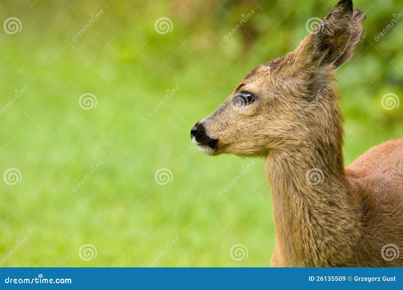 Young Roe deer stock image. Image of natural, wild, grass - 26135509
