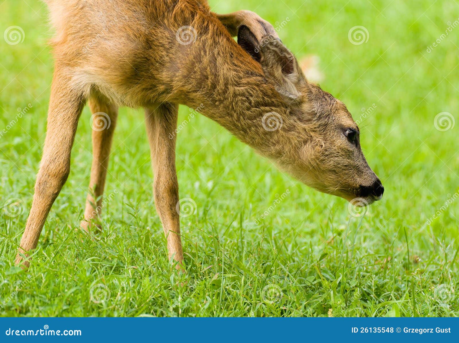 Young Roe deer stock photo. Image of forest, grass, rural - 26135548