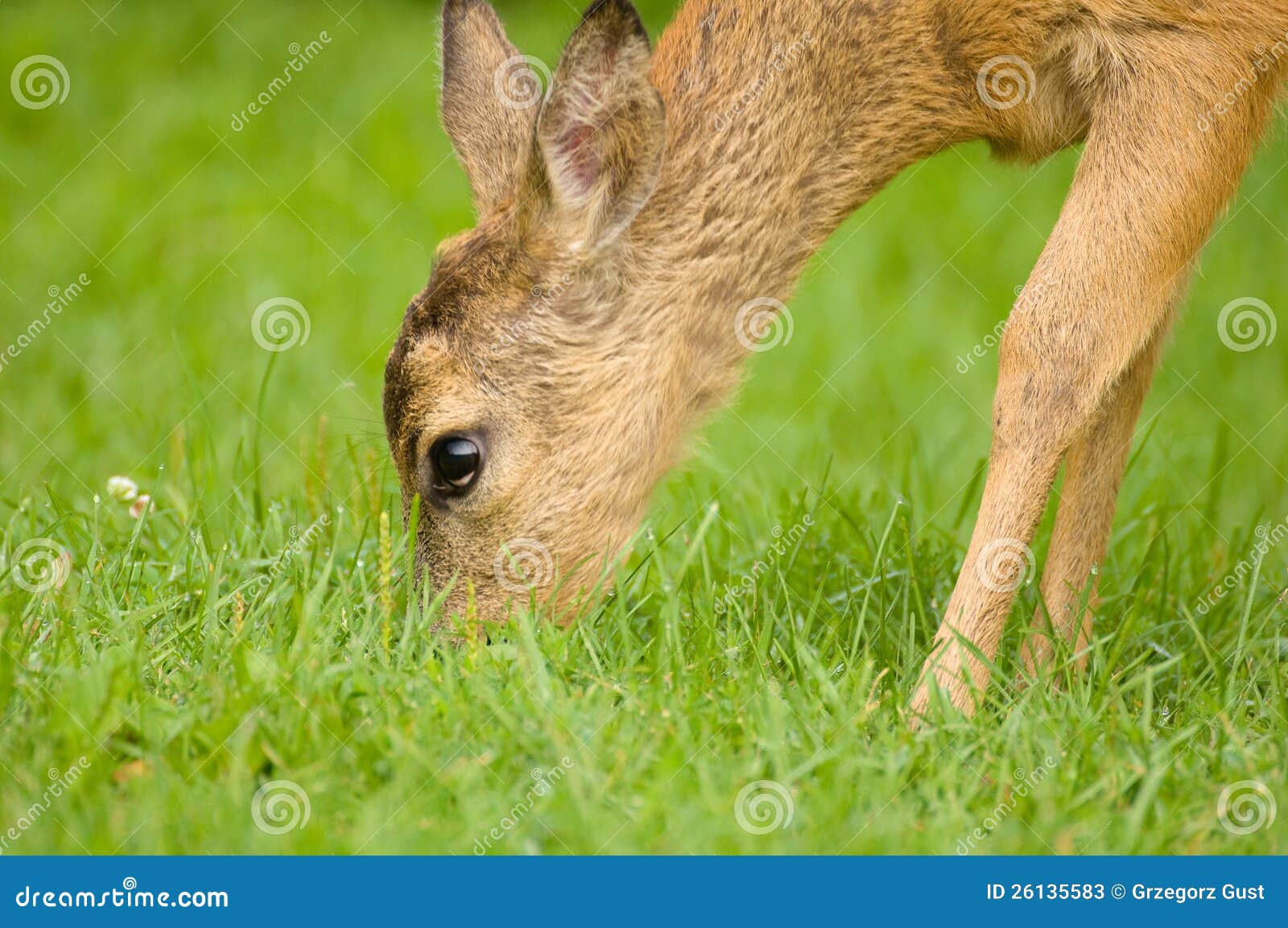 Young Roe deer stock image. Image of nose, field, capreolus - 26135583