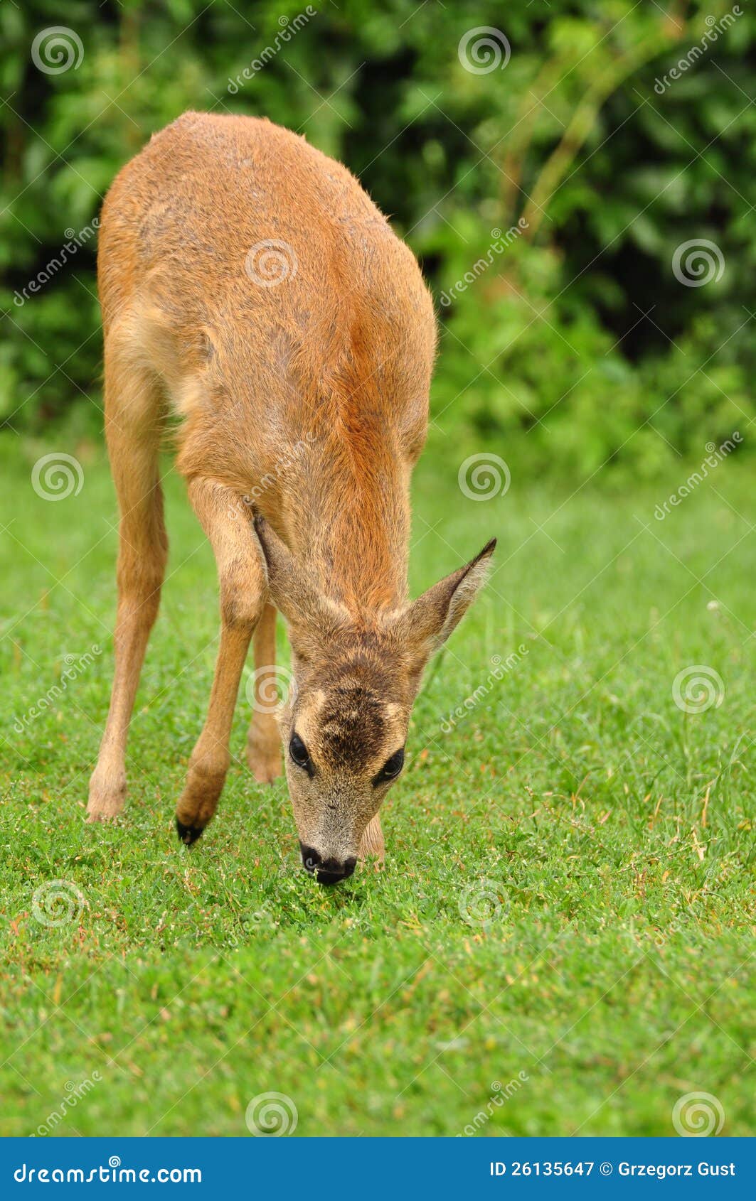 Young Roe deer stock image. Image of animal, forest, deer - 26135647
