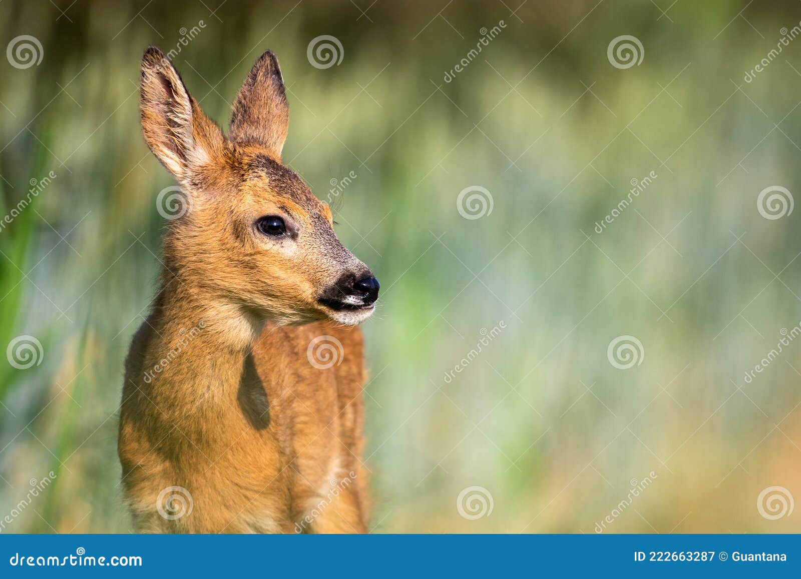 Young roe deer close up stock image. Image of deer, hunt - 222663287