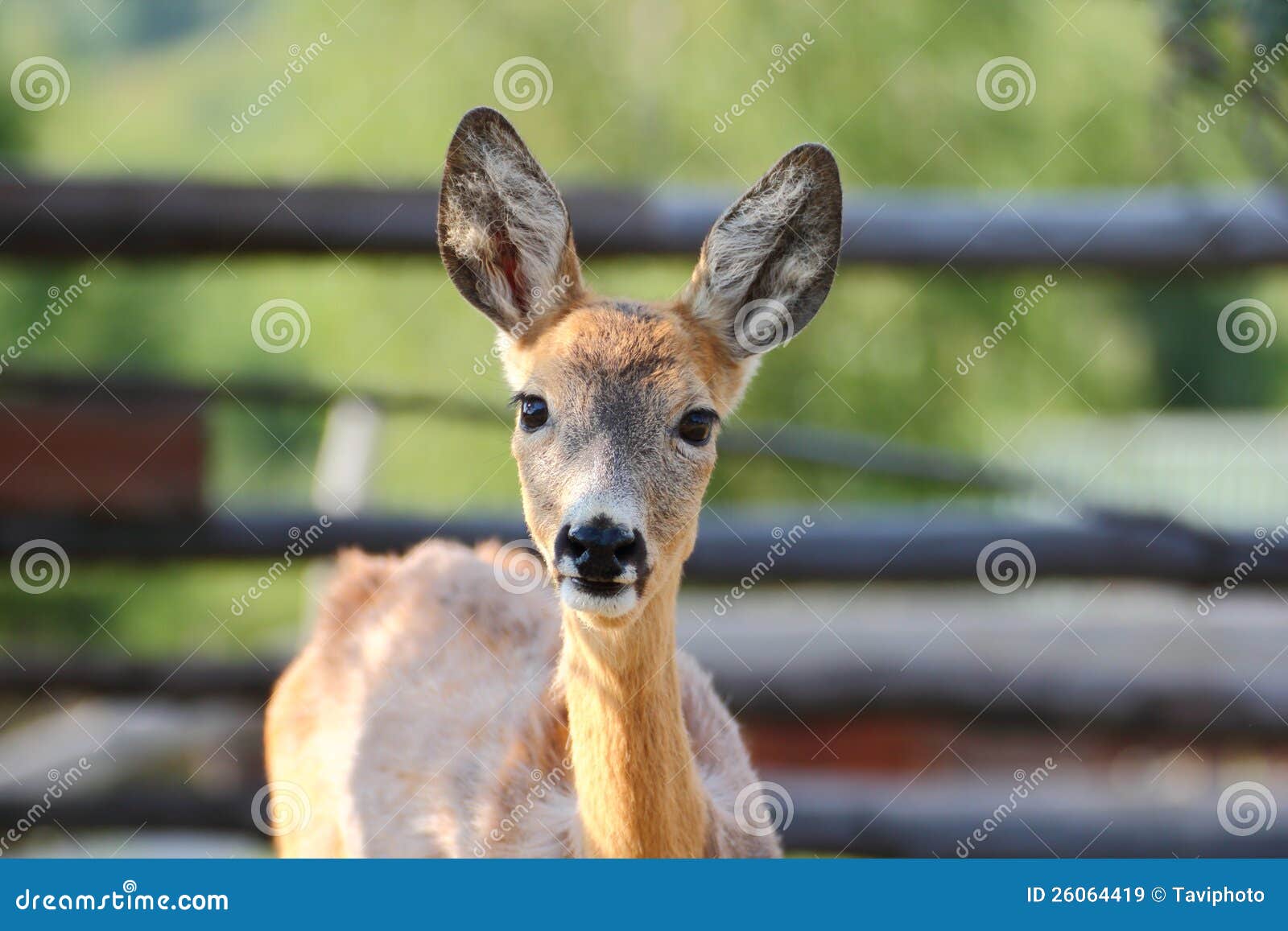 Young roe deer doe stock image. Image of capreolus, hunting - 26064419