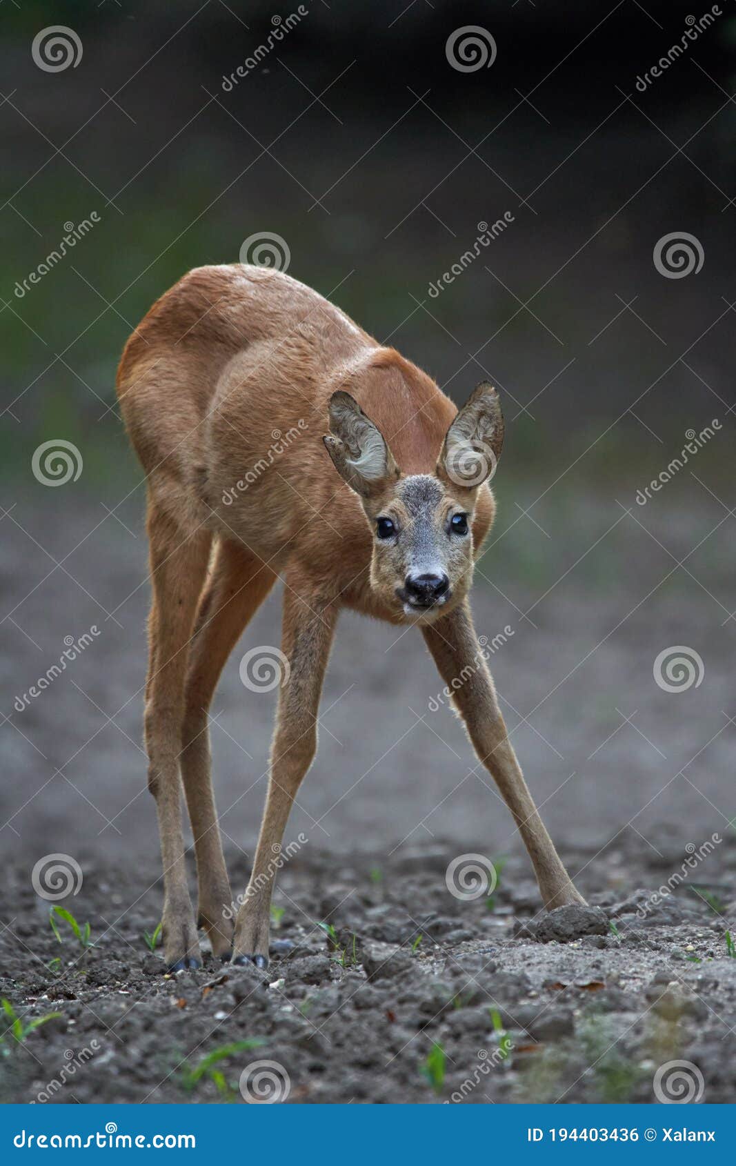 Young roe deer female stock photo. Image of woodland - 194403436