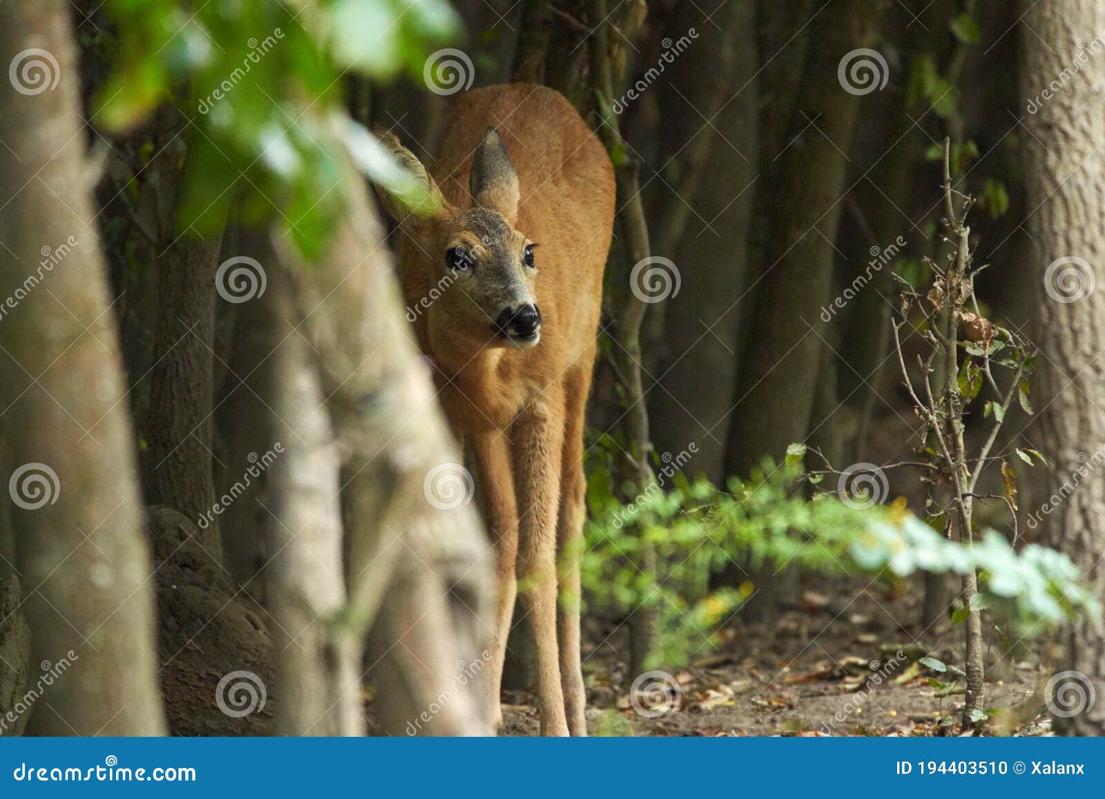 Young roe deer female stock photo. Image of brown, meadow - 194403510