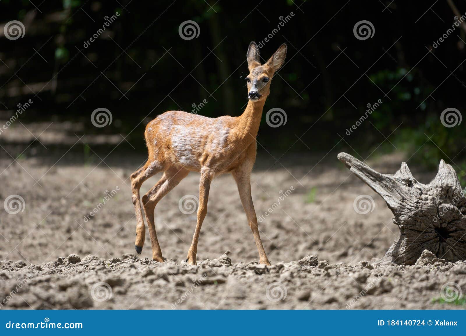 Young roe deer female stock photo. Image of animal, mammal - 184140724