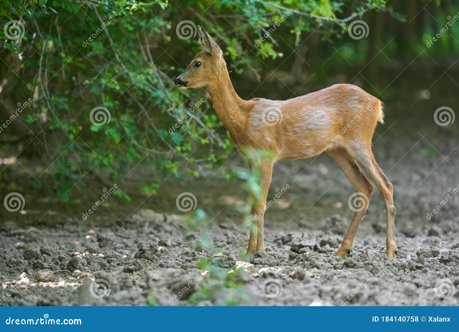 Young roe deer female stock photo. Image of glade, outdoor - 184140758
