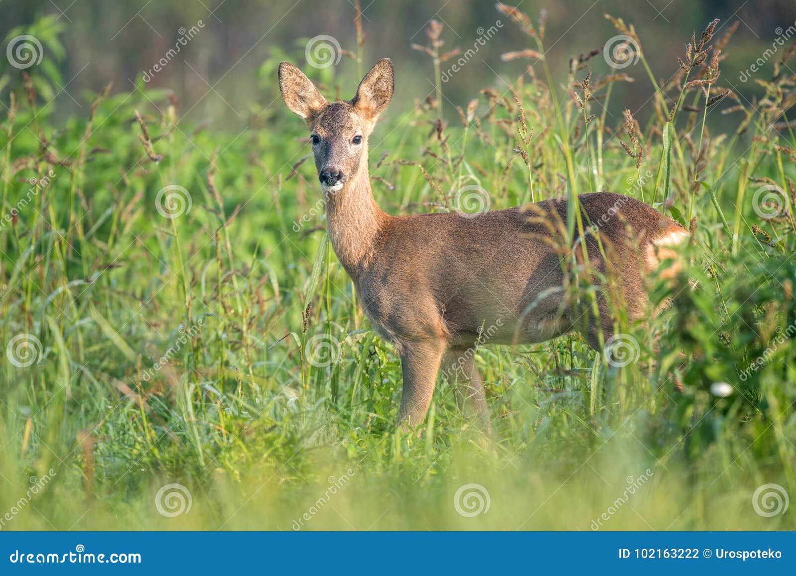 Young roe deer in a field stock photo. Image of wild - 102163222