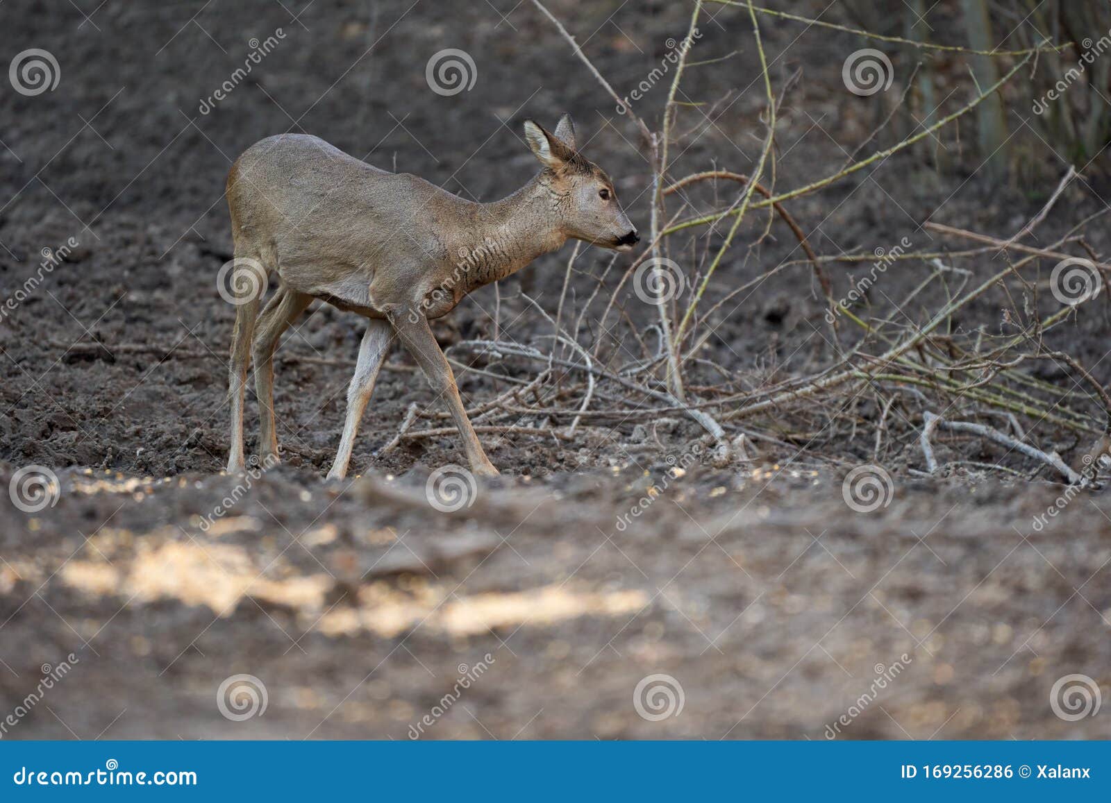Young roe deer stock photo. Image of small, outdoor - 169256286