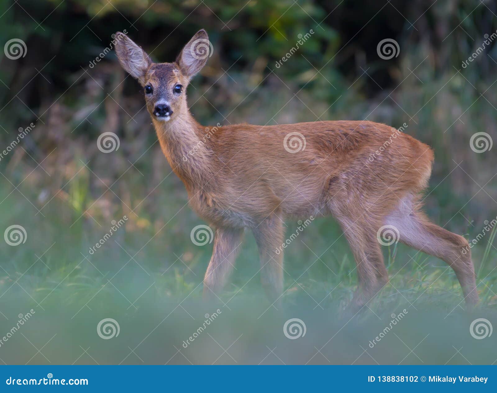 Young Roe Deer Stands on a Clearing at the Forest Edge Stock Photo ...