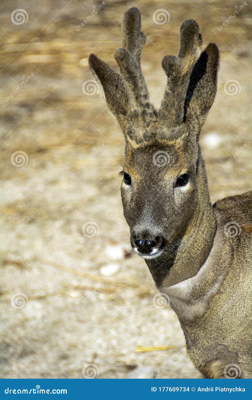 Young Roe Deer with Velvet Horns Stock Photo - Image of grass, green ...