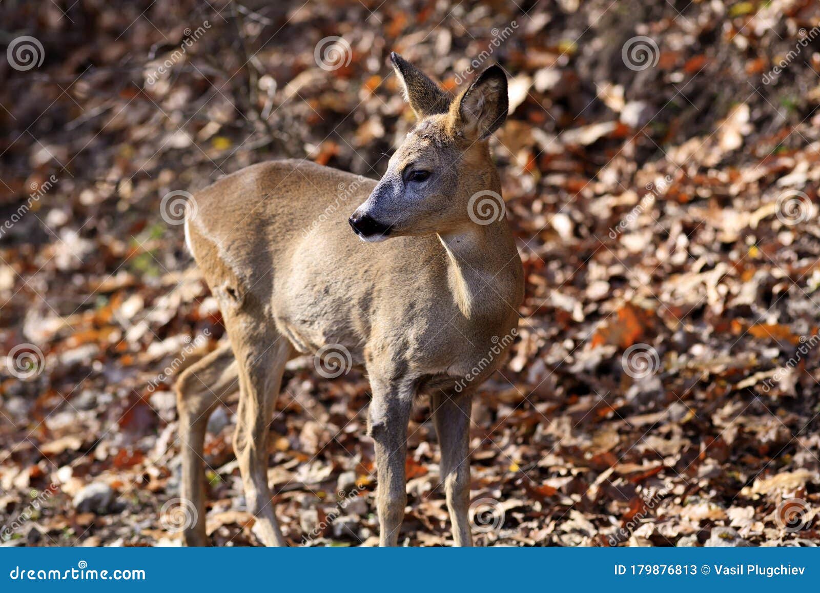 Young roe deer stock image. Image of black, look, female - 179876813
