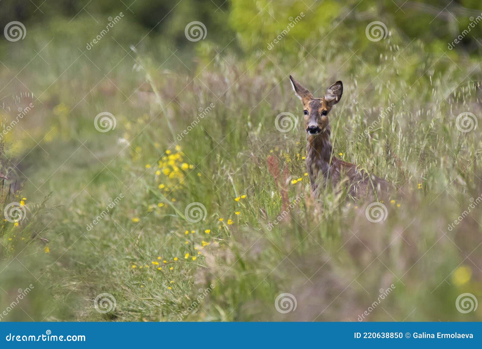 Young roe deer stock photo. Image of steppe, bushe, looks - 220638850