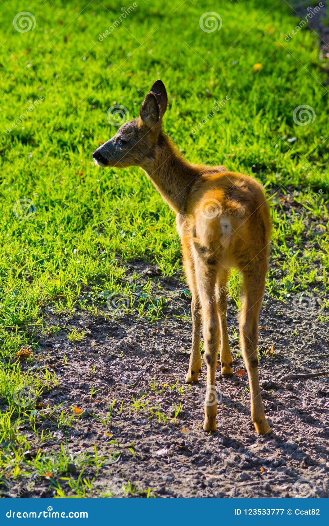 Young roe on the grass stock image. Image of female - 123533777