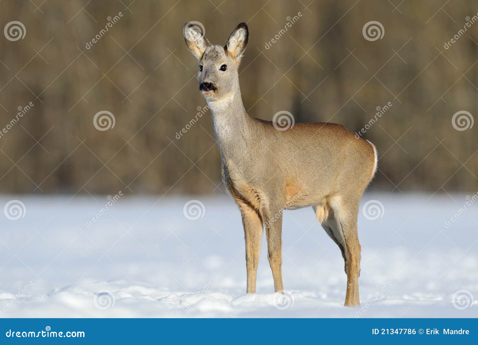Young roebuck stock photo. Image of buck, horn, estonia - 21347786