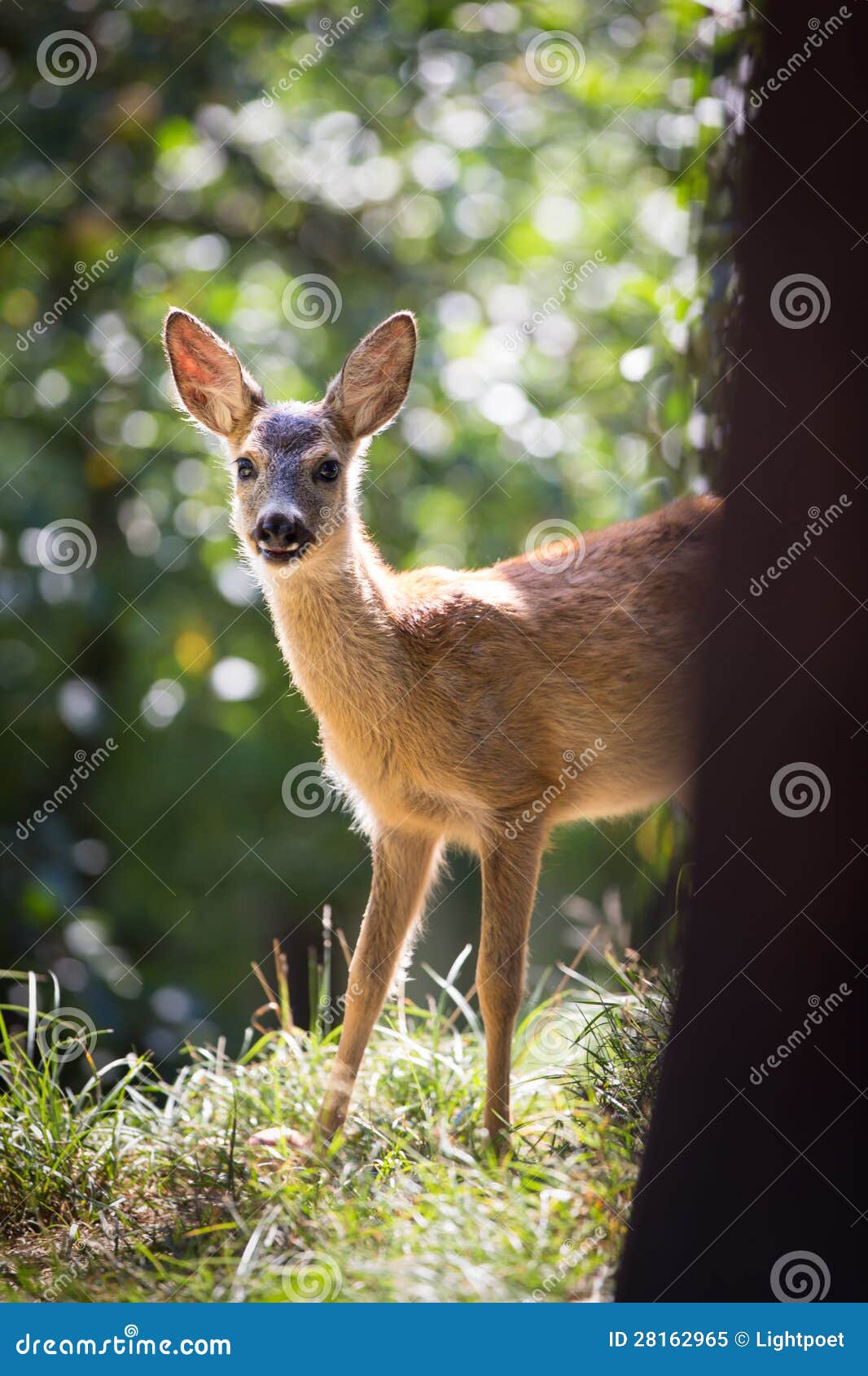 Young Roebuck stock image. Image of tempting, game, ears - 28162965